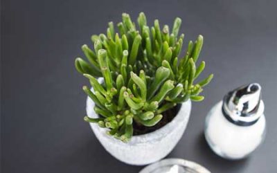 How to Grow and Care for the Gollum Jade Plant - Eden Succulents